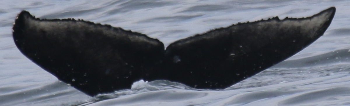 Happywhale
