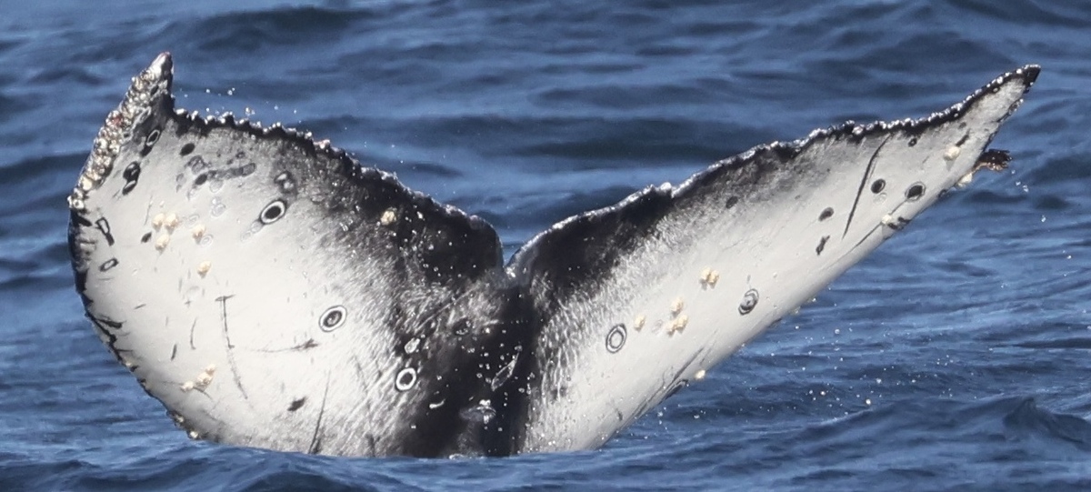 Happywhale