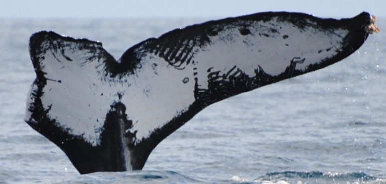 Happywhale