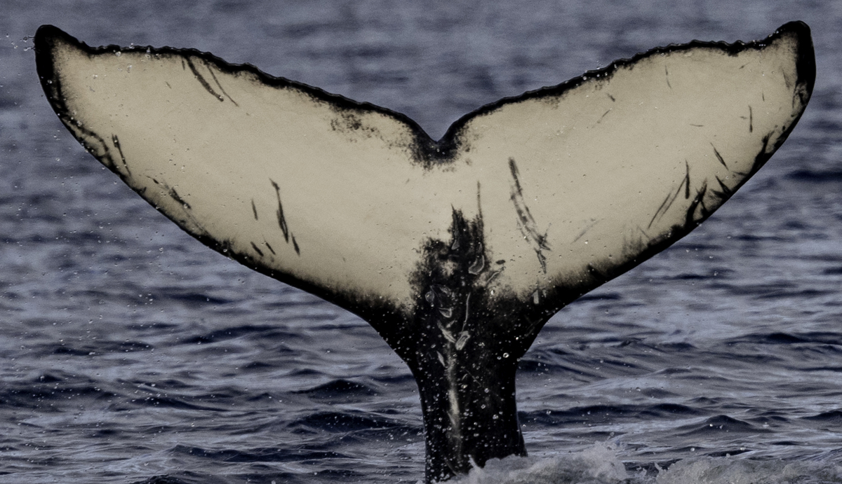 Happywhale