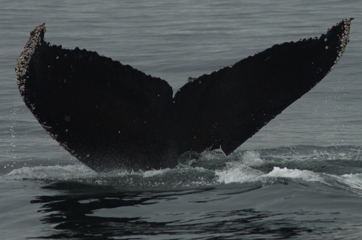 Happywhale